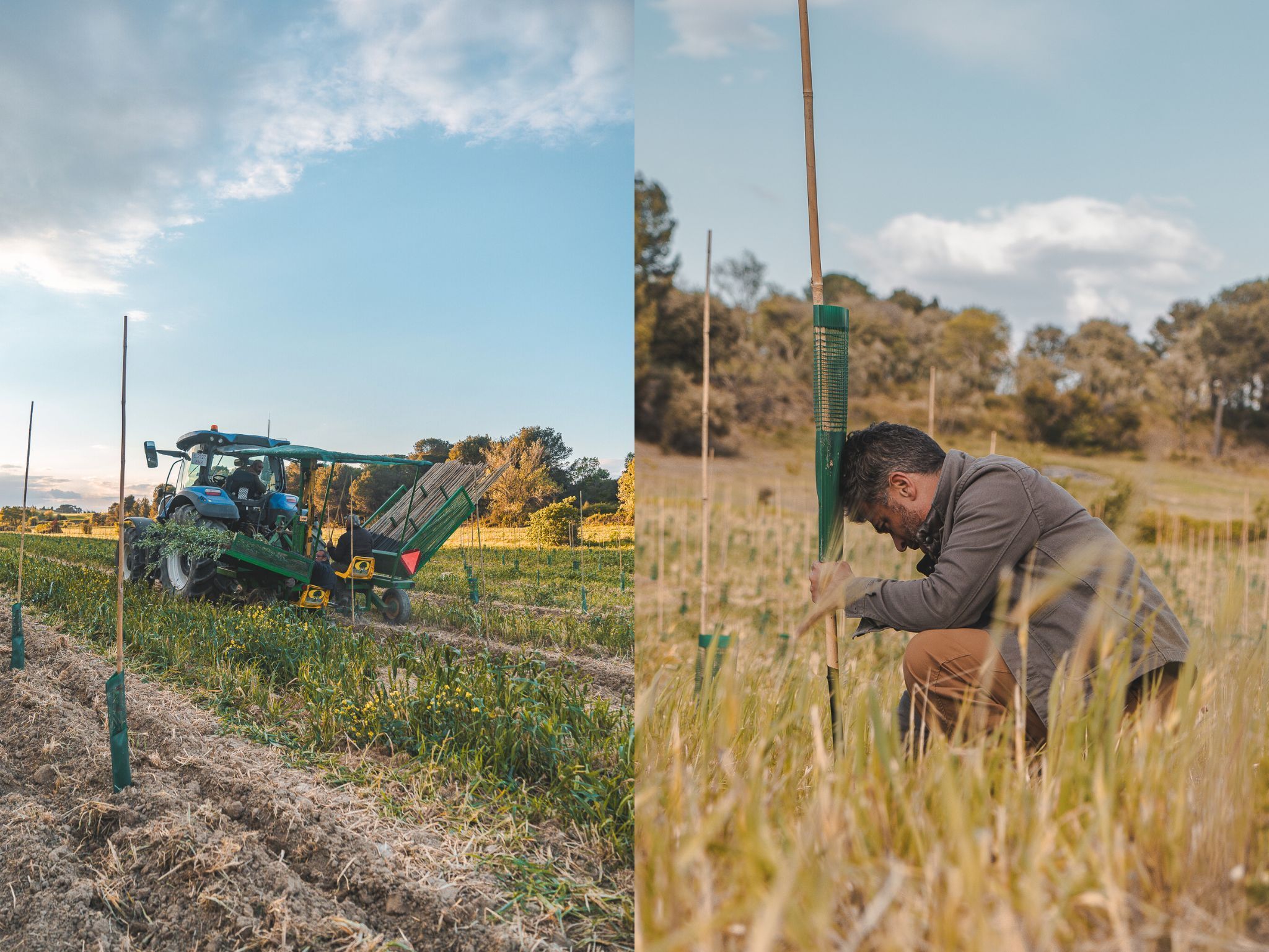 NECTAR: The Regenerative Olive Oil Program