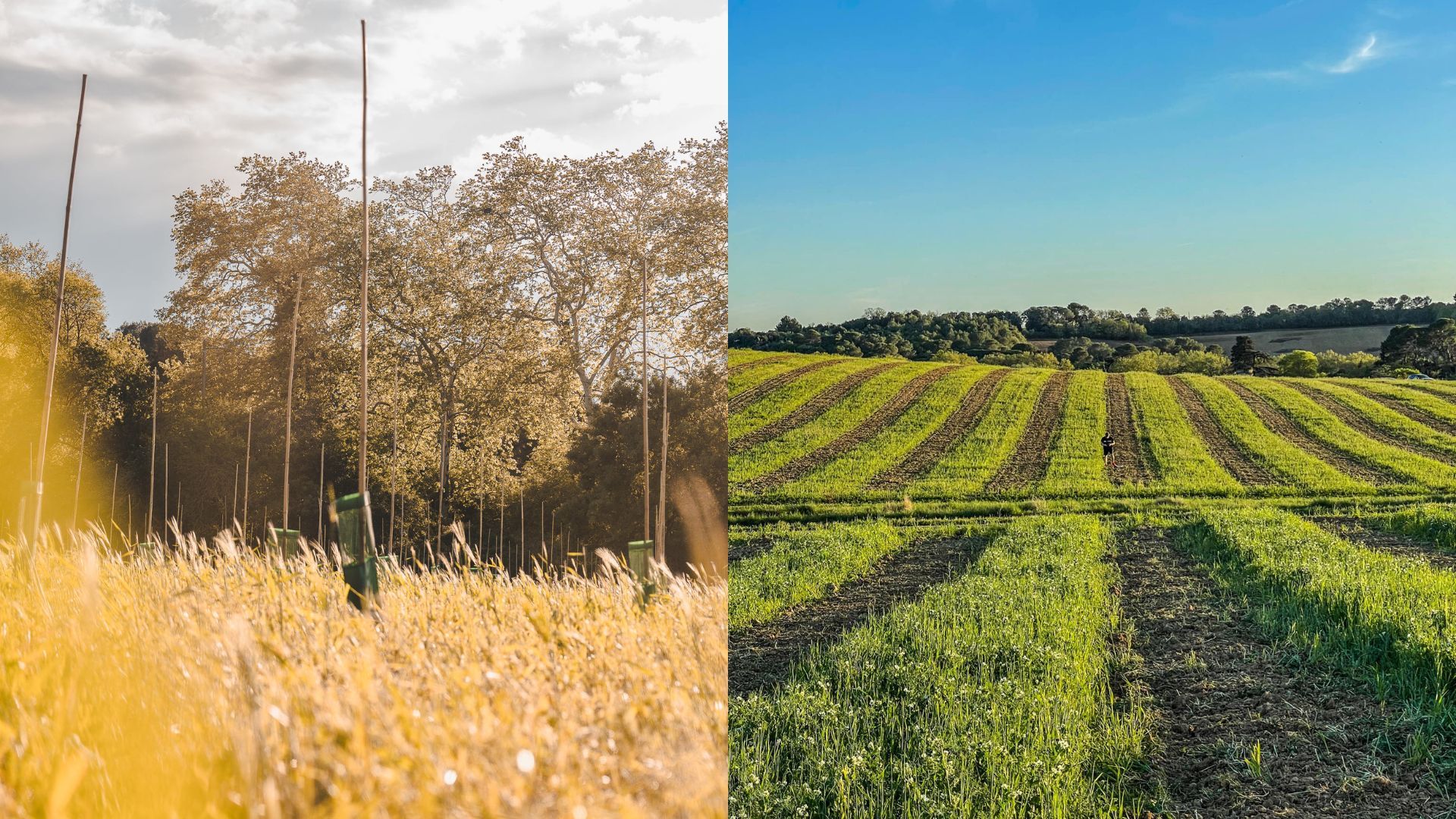 NECTAR: The Regenerative Olive Oil Program